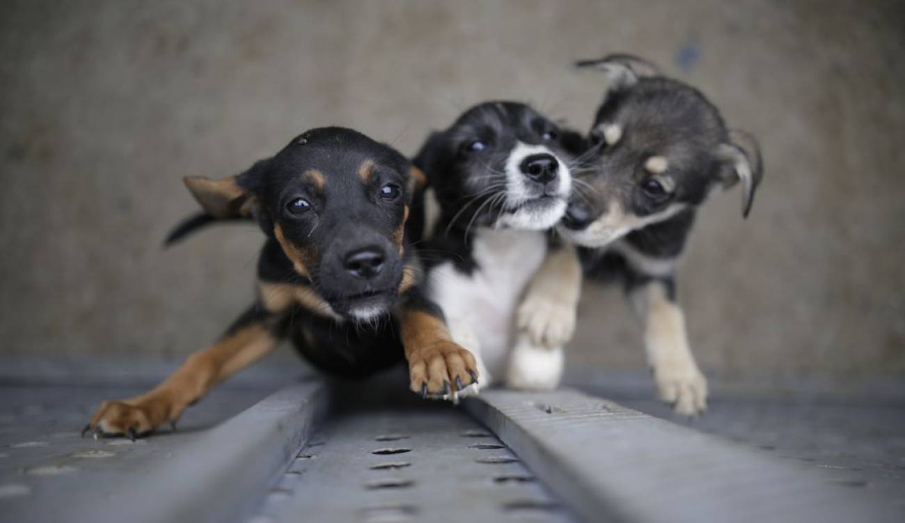 Mascotas Pese a cuarentena adopción de perros en Bogotá no se redujo