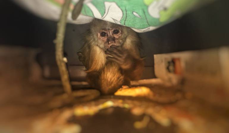 Rescatan mico Bogotá: Rescatan a un mico que llevaba 26 años en ...