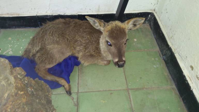 Autoridades ambientales investigarán si venado muerto estaba en ...