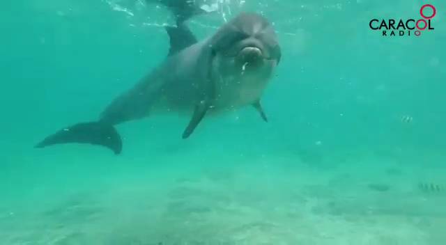 Acuario: “A mar abierto” con los delfines del acuario de Santa Marta ...