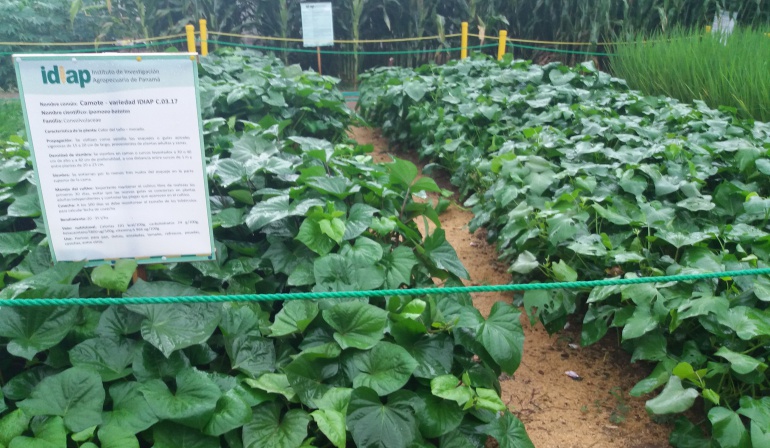 Al Campo Camote: El camote, ¿mejor que la papa? | Al Campo | Caracol Radio