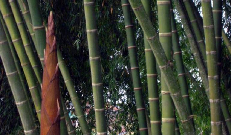 Guaduales producción: Colombia planea sembrar 2 millones de hectáreas ...