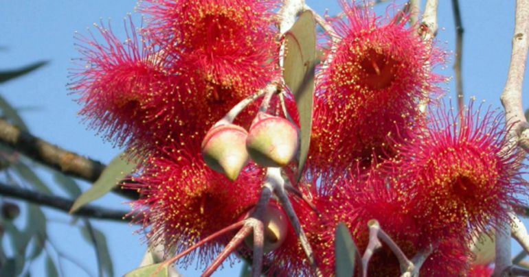 Coloranes naturales: Conozca el achiote, más sano que los colorantes ...