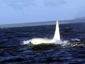 Esta es 'Iceberg', la primera orca albina | Ecología | Caracol Radio
