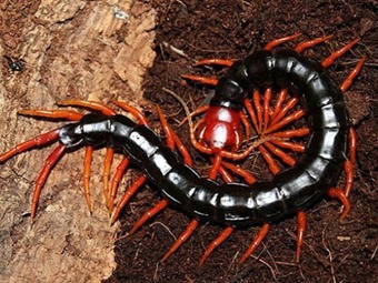 Veneno de ciempiés, más efectivo que la morfina | Nacional | Caracol Radio