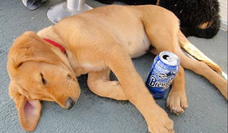 Cerveza para perros: Ahora podrá departir unas cervezas con su perro ...