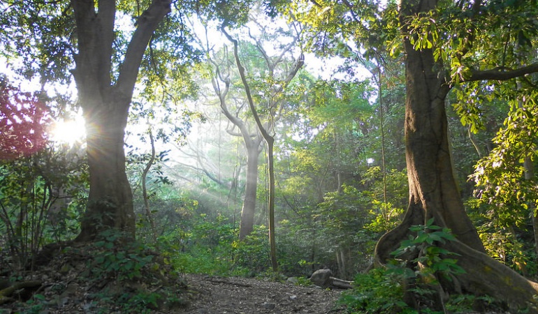 Avanza la recuperación de 680 hectáreas de bosque húmedo tropical ...
