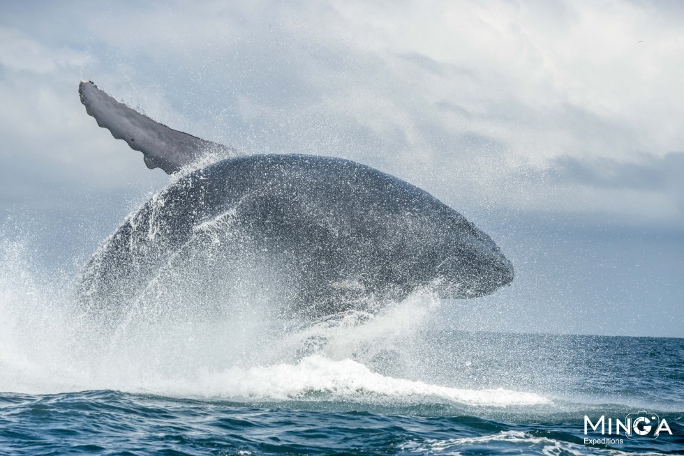 Fotos de ballenas en Tumaco: Ballet de ballenas en Tumaco | Fotogalería ...