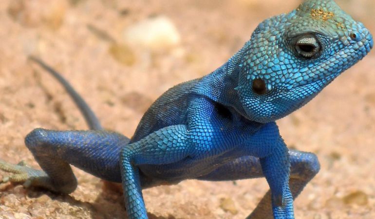 Animales azules.: Conozca los 9 animales azules que quizá nunca había ...