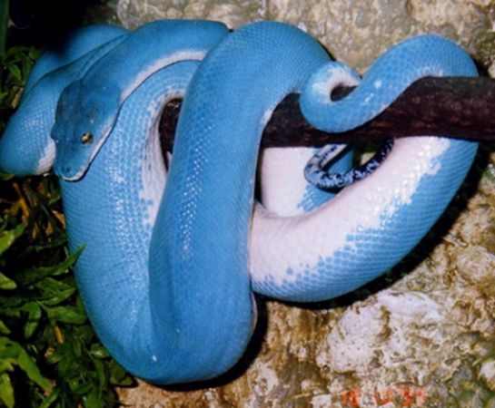 Animales azules.: Conozca los 9 animales azules que quizá nunca había ...