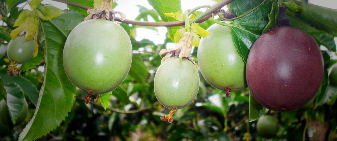 Gulupa, fruto de la pasión: La gulupa alternativa para la comunidad de ...