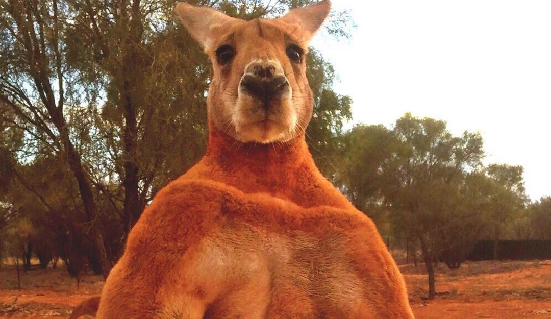 Murió Roger, el canguro más musculoso de Australia | Entretenimiento ...