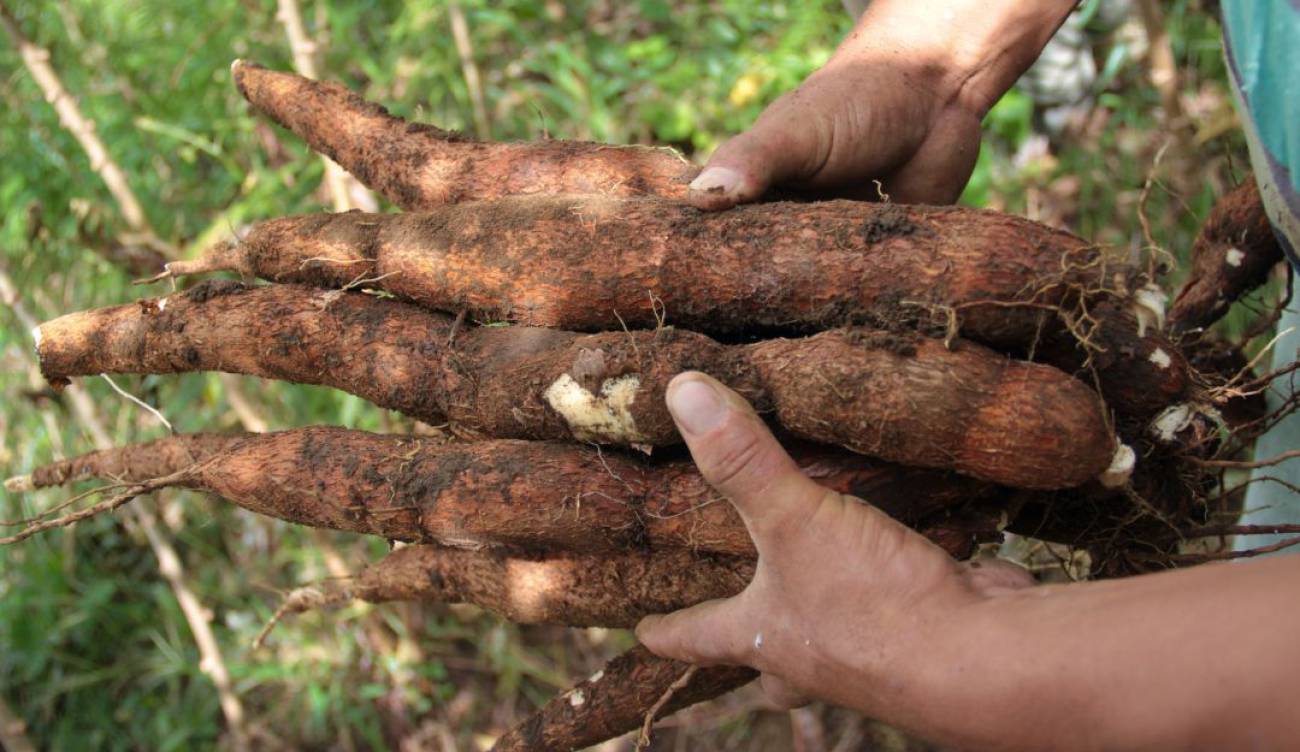 Algunas yucas tienen cianuro: Así es la yuca, básica en la dieta de los ...