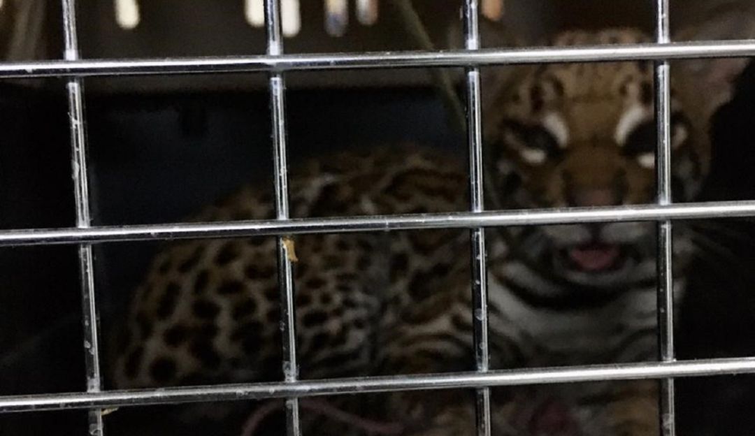 Rescate de tigrillo: Rescatan tigrillo en Tolima | Ibagué | Caracol Radio