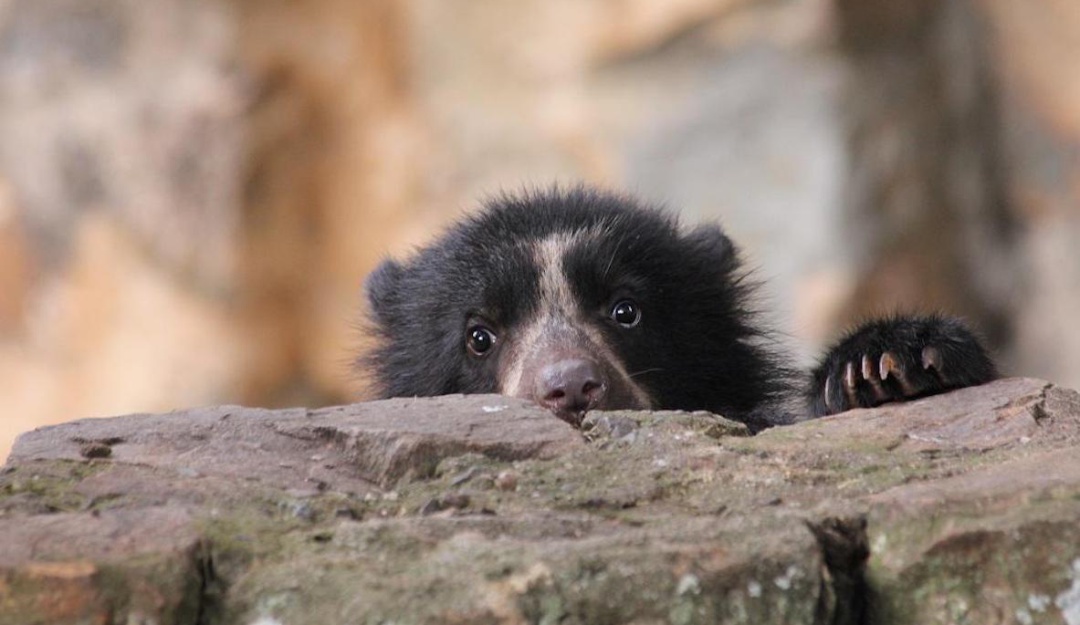 ¿Dónde puedo ver osos?: Tras la huella de un Oso Andino en el Valle del ...