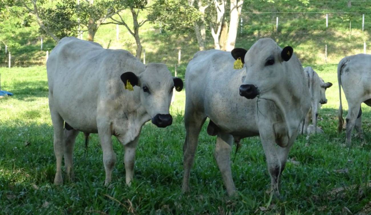 Ganado criollo blanco orejinegro: Agrosavia y su trabajo para mejorar ...