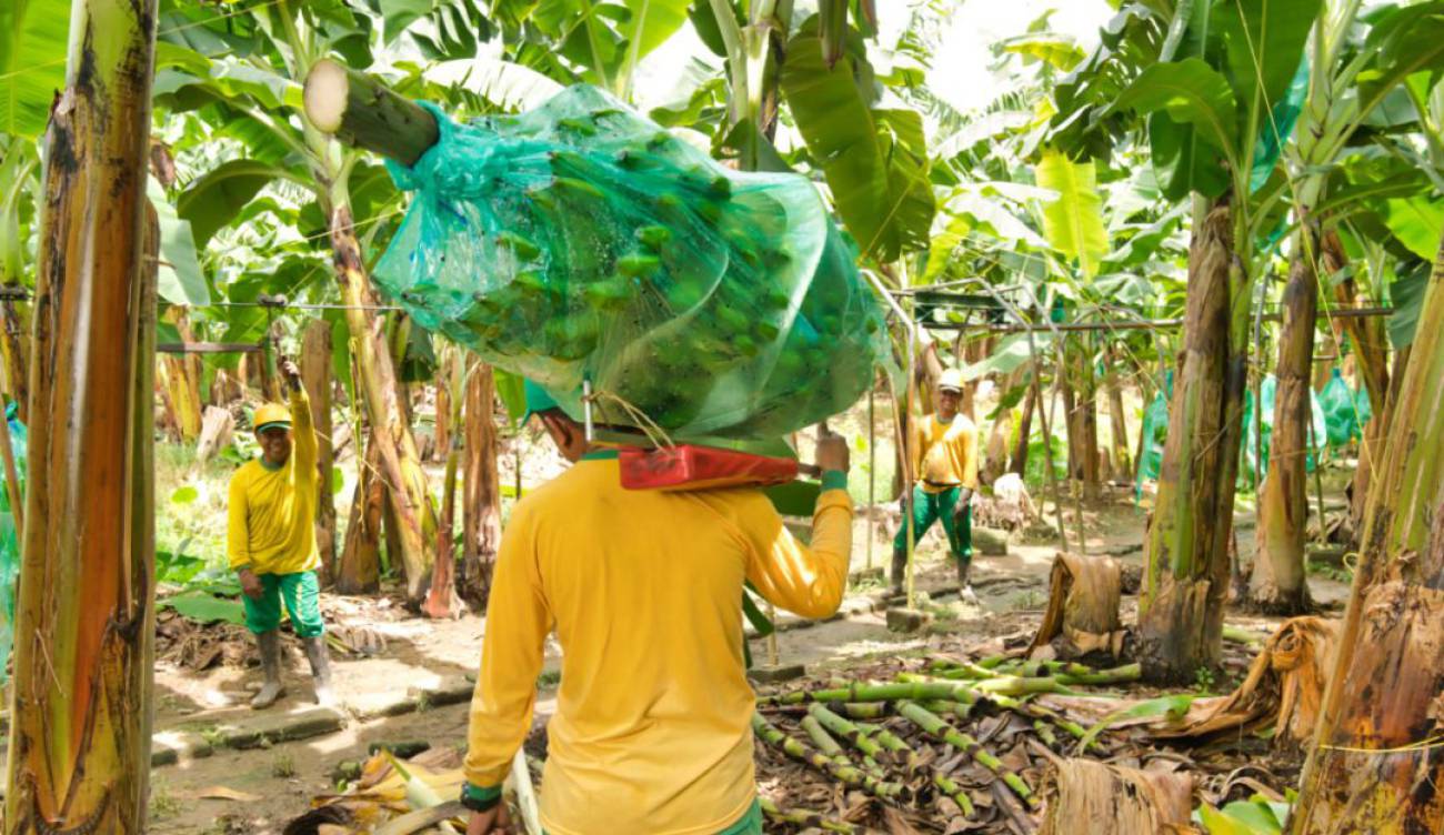 Ventas banano, plátano, piña Unibán: Más de 37 millones de cajas de ...