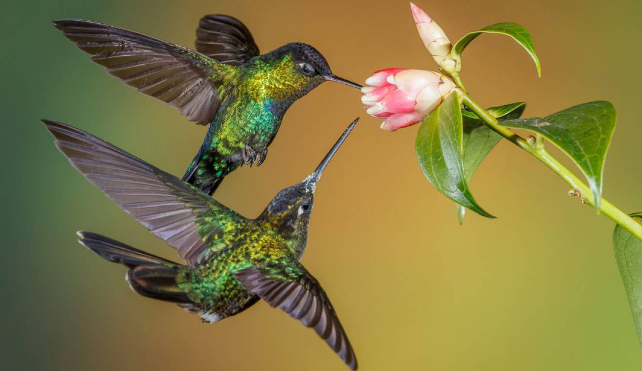 Colibríes en Colombia Polinizadores: Colombia, el país con más especies ...