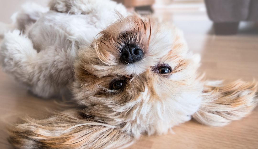 Clifor, el primer perro en Colombia que gana una tutela | Mascotas ...