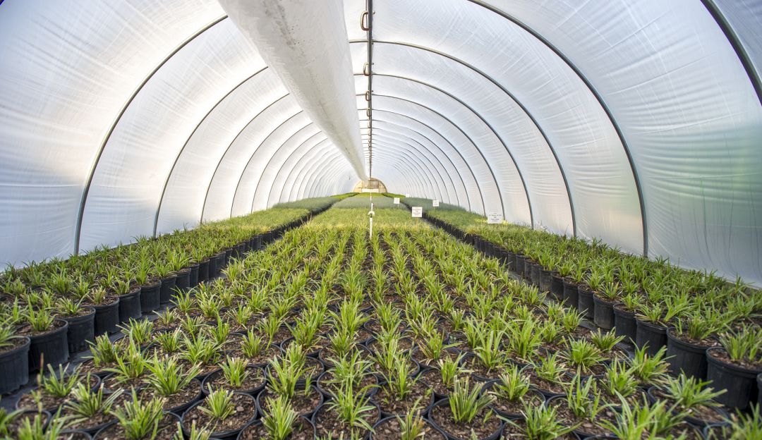 Boyacá inauguró uno de los viveros forestales más grandes de Colombia ...