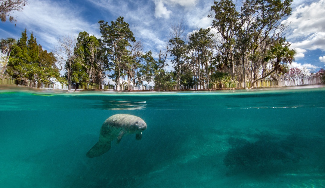 Protección Manatí: El “Manatí”, el fantasma de ríos y humedales ...