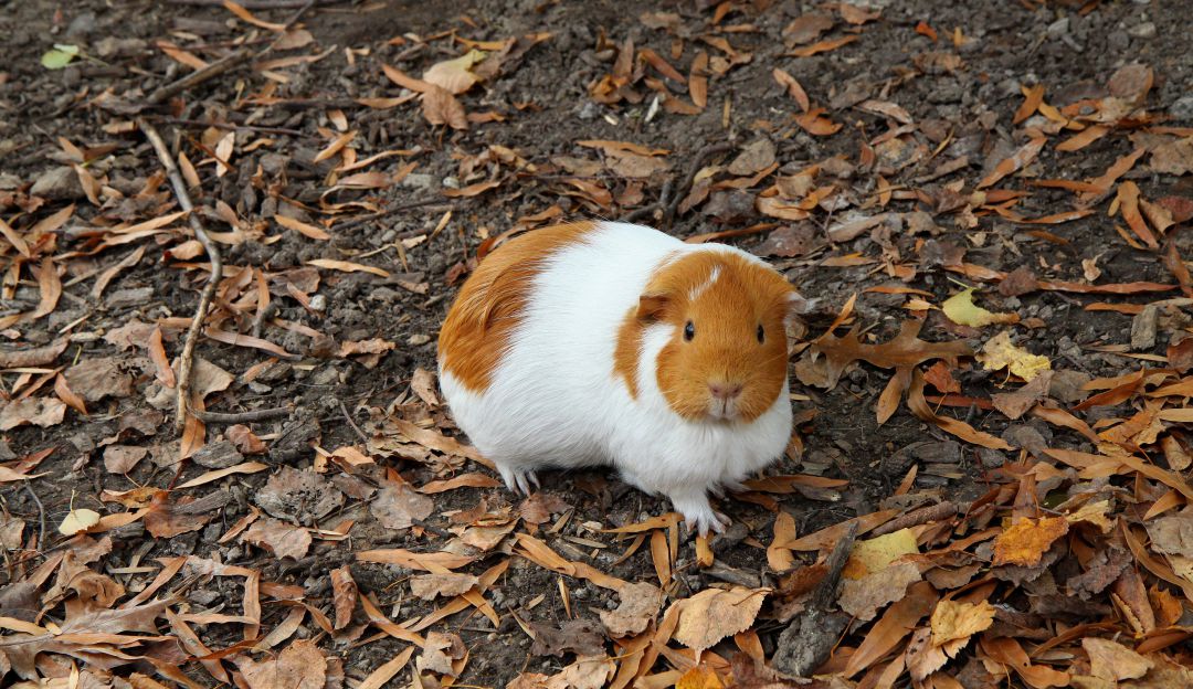 Cría de Cuyes: La cadena del cuy, para reactivar a Nariño | Al Campo ...