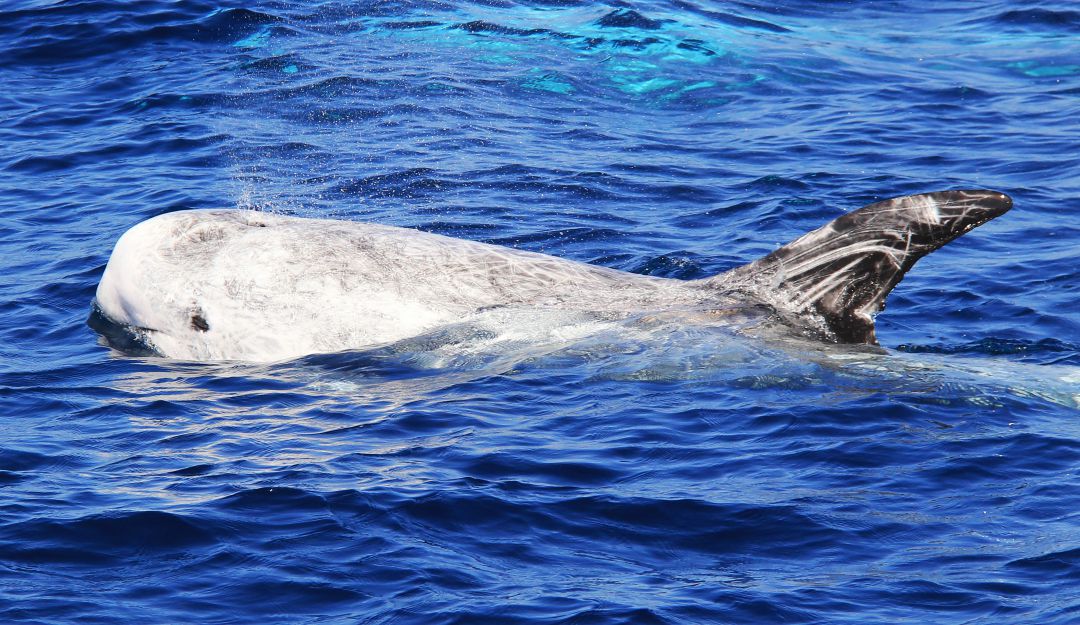 Delfín Gris Colombia: Delfín Gris del río Amazona es nuevo integrante ...
