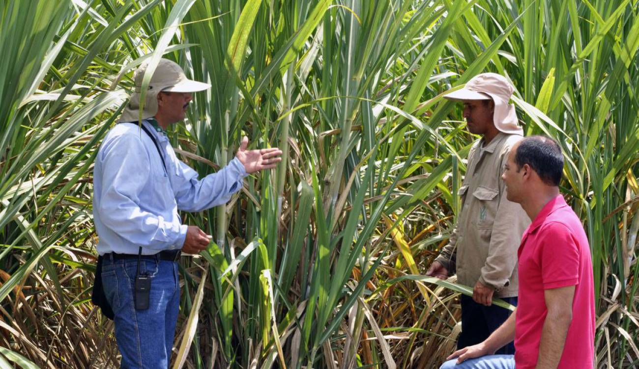 Multas a Bioenergy Colombia hoy: Contraloría establece millonaria multa ...