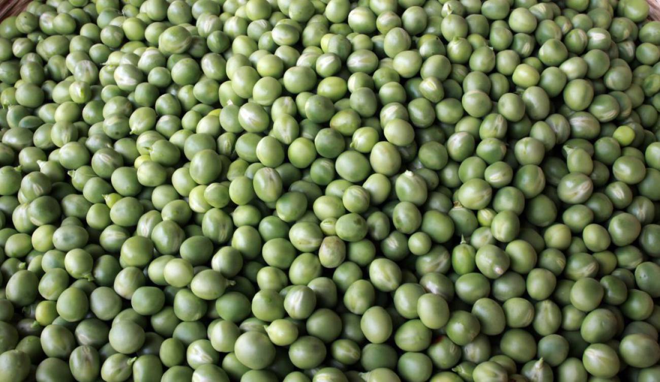 Precios alimentos: Está muy costosa la arveja verde | Al Campo ...