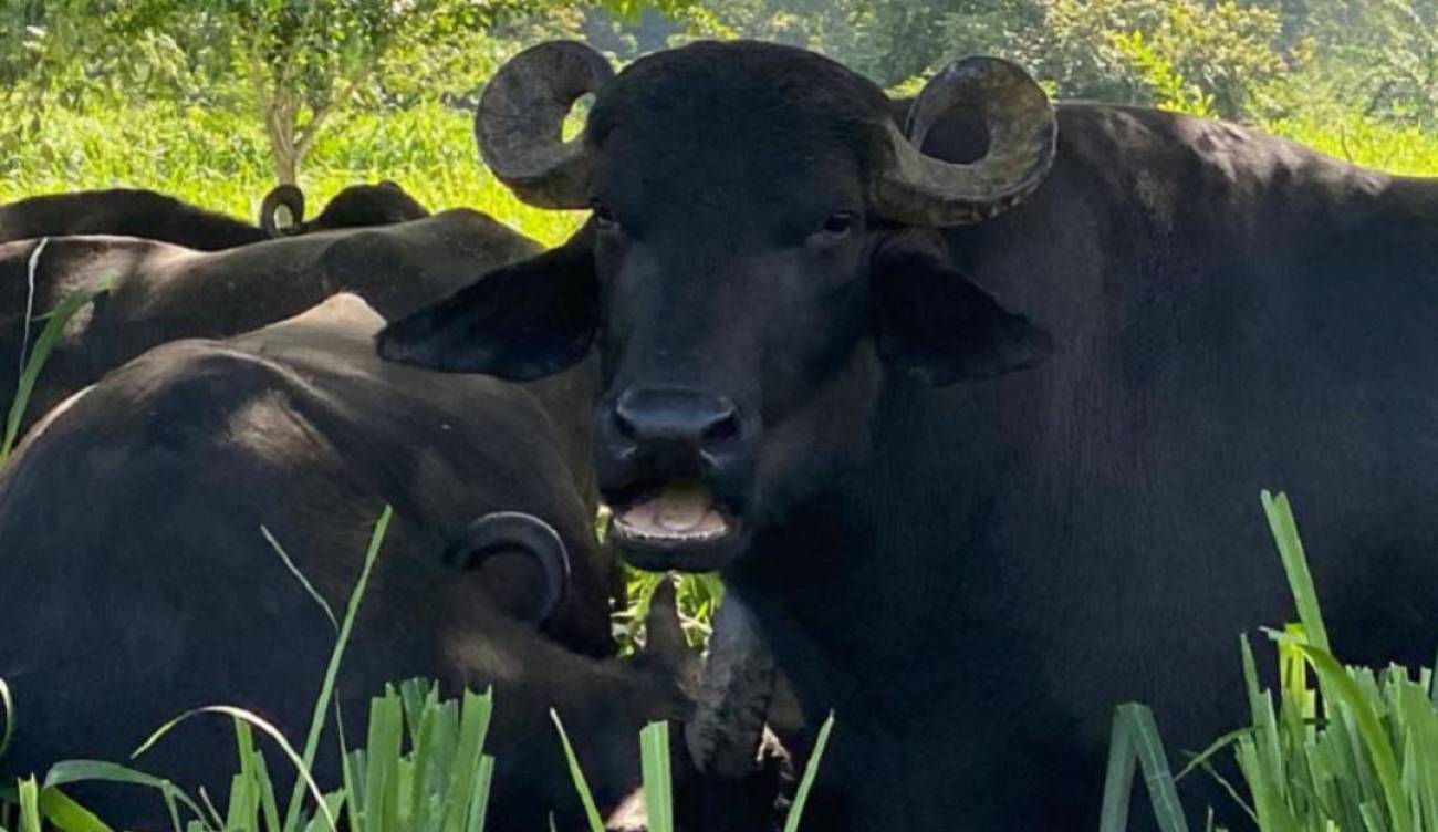 Producción bufalina: Con búfalos, ex combatientes ayudan a reactivar ...