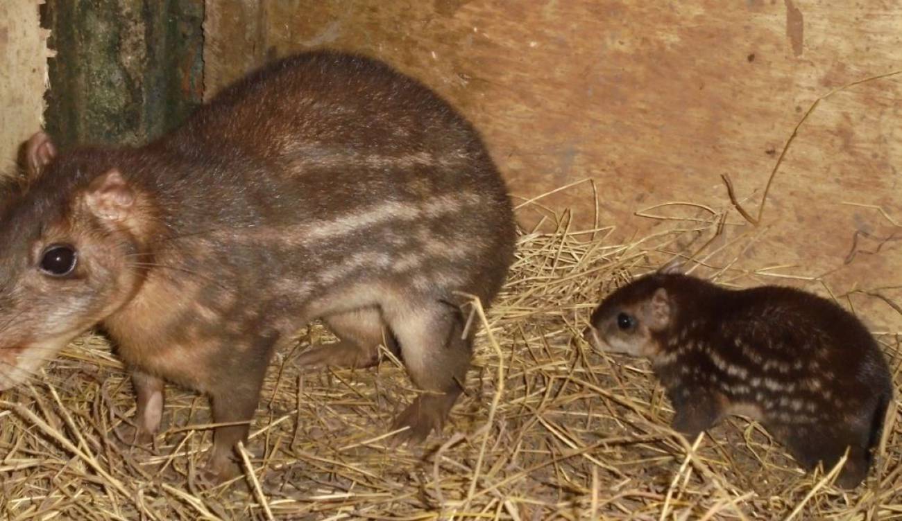 Borugos de páramo: Tinajos o borugos, apetecidos por su carne, también ...