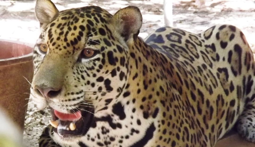 Bucaramanga tigger cautiverio Cabildo Verde: Murió 'Tigger', el jaguar ...