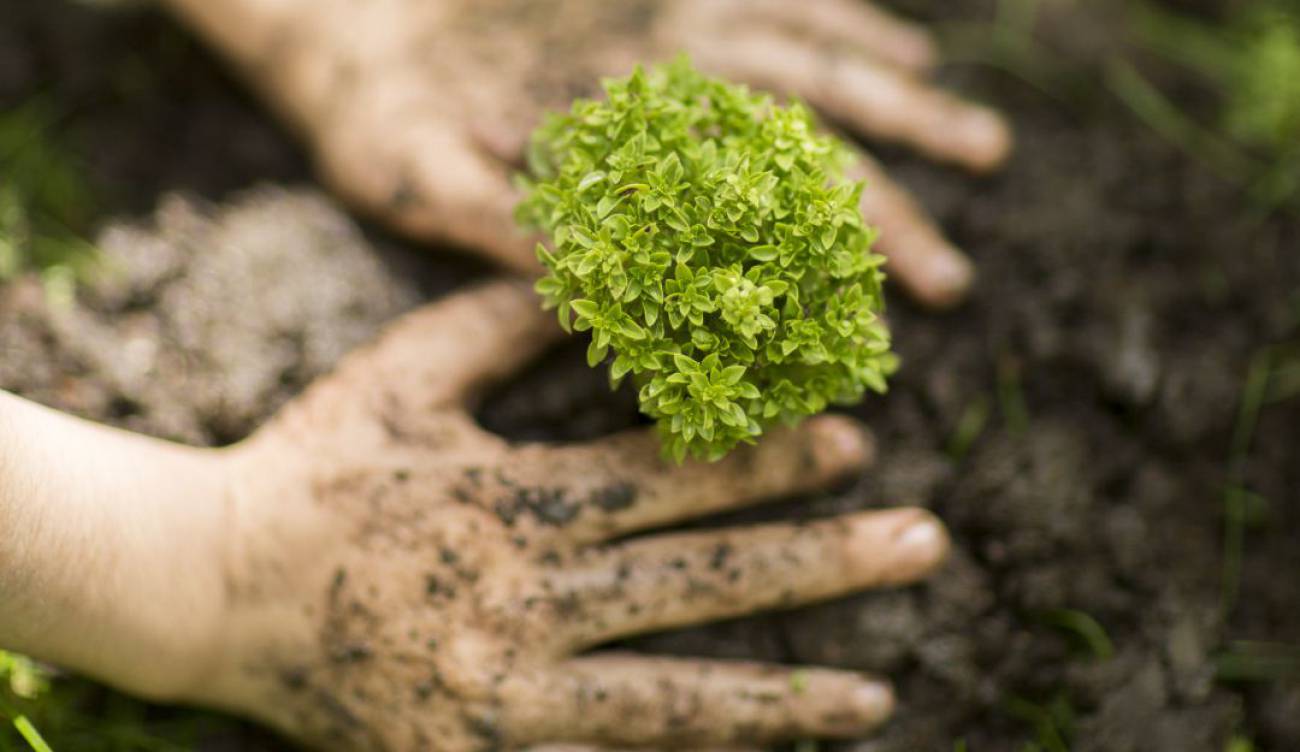 Más de 1 millón de arboles aportará Boyacá para reforestar al país: Más ...