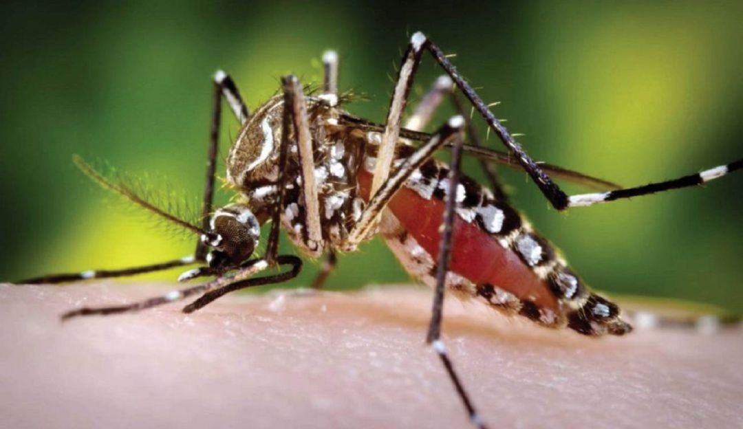 Dengue en Barranquilla: Distrito entrega recomendaciones para prevenir ...