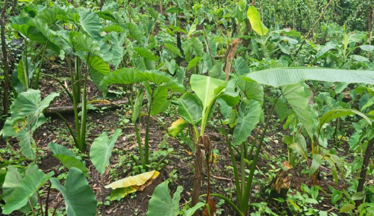Mafafa, Malanga, ocumo: El chonque, alimento muy nutritivo, es otra ...