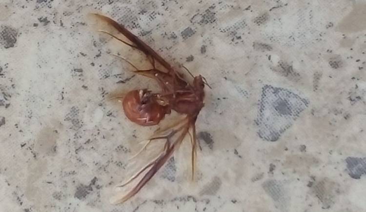 Muerte de insectos en Cartagena: Reportan extraña aparición de insectos ...