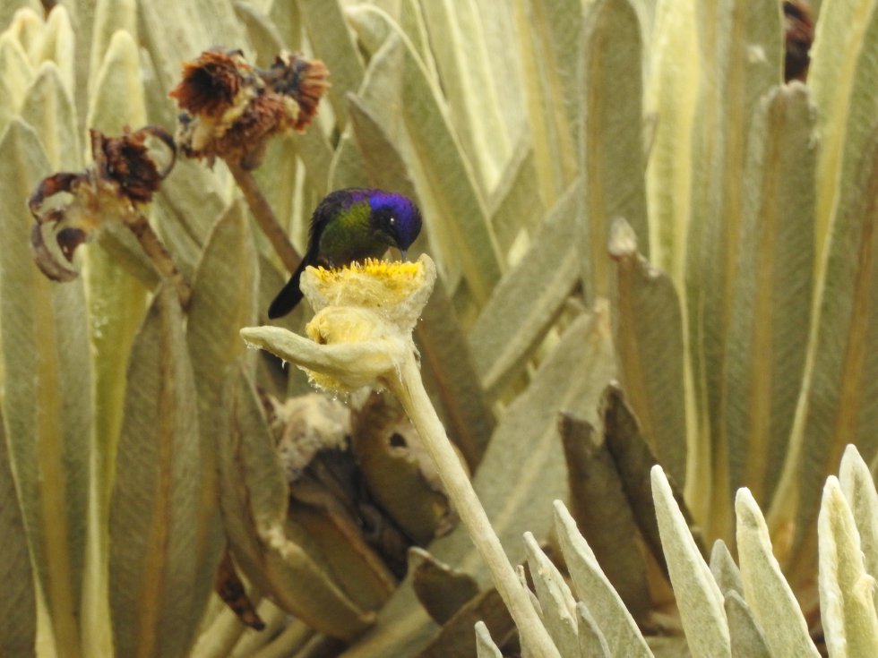 Expedición Páramo registró 40 especies de aves en Almorzadero ...