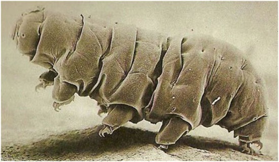 El animal más duro del planeta | Entretenimiento | Caracol Radio