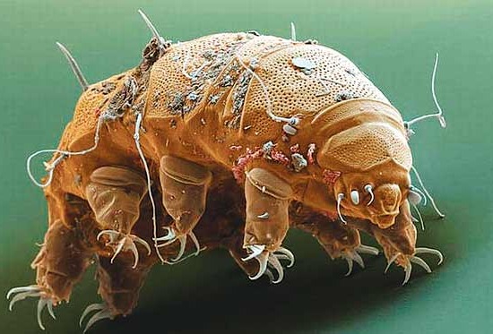 El animal más duro del planeta | Entretenimiento | Caracol Radio